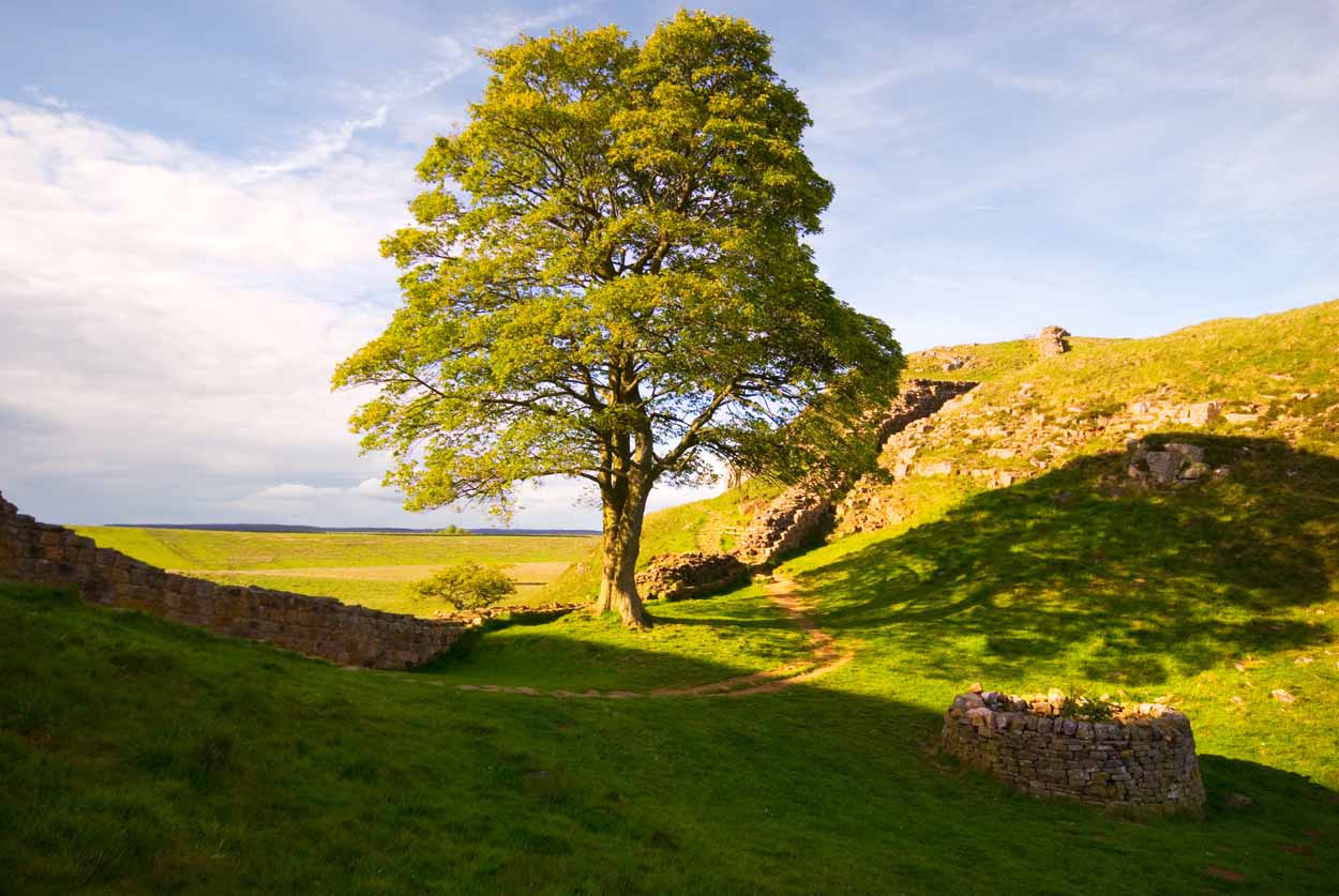 Tree,At,Hadrian's,Wall - jogger.co.uk